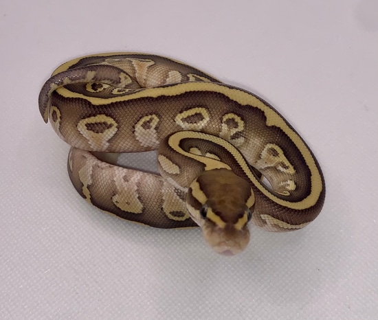 Pastel Lesser Leopard P.h Clown Ball Python by MobTown Reptiles