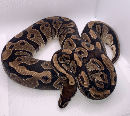 Normal Ball Python by MobTown Reptiles