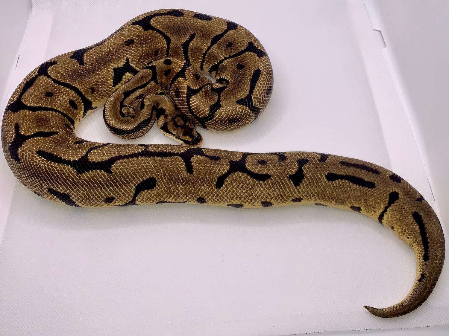 Leopard Spider Ball Python by MobTown Reptiles - MorphMarket