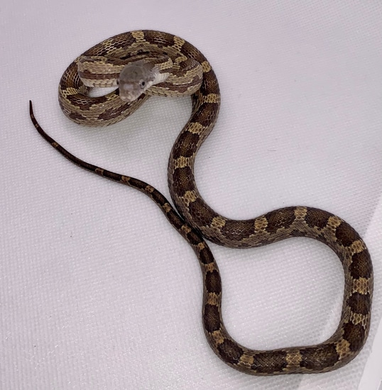 Gray Gray Rat Snake by MobTown Reptiles