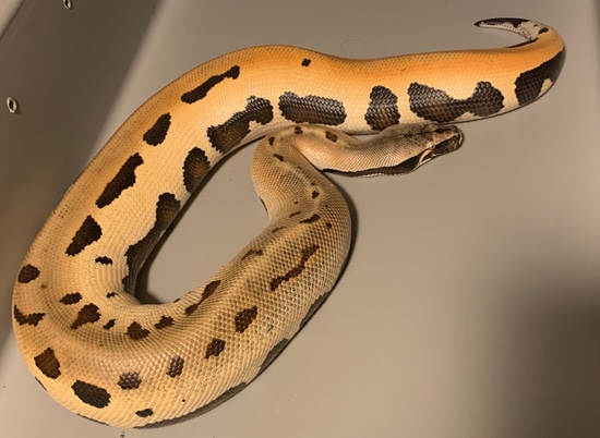 Golden Eye Blood Python by MobTown Reptiles