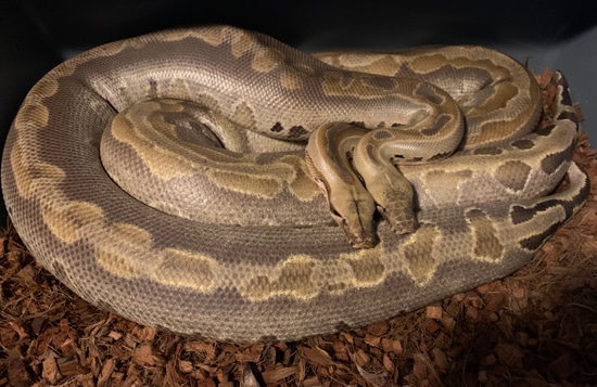 1.1 Pair Latte Borneo Short Tail Pythons Borneo Short-Tailed Python by ...