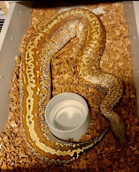 Super Sale! Batik Het T- Albino Blood Python by MobTown Reptiles