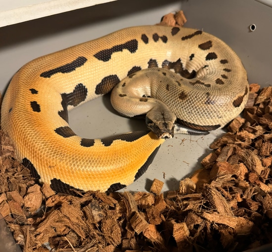 Golden Eye Blood Python by MobTown Reptiles