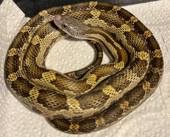 Yearling Gray Rat Snake by MobTown Reptiles