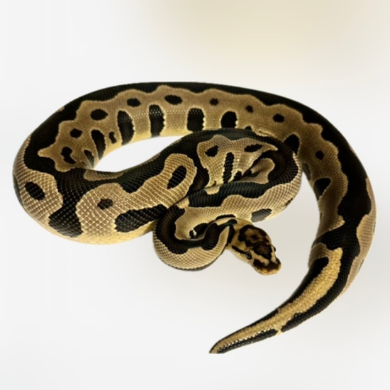 Leopard Crypton Ball Python by MobTown Reptiles