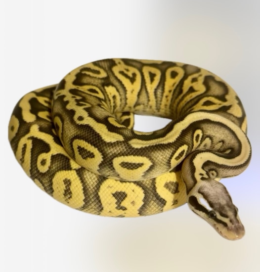 Superfly 100% Het Clown Ball Python by MobTown Reptiles