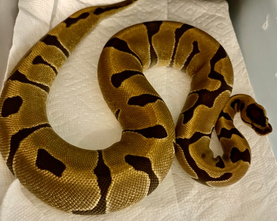 Enchi Blade Het Clown Ball Python by MobTown Reptiles