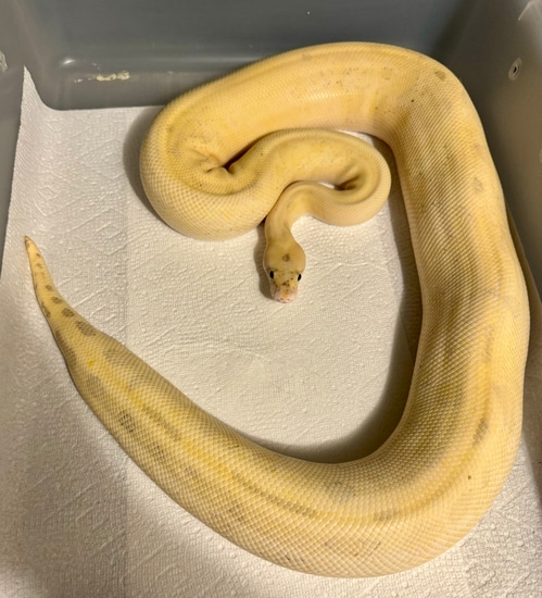 Leopard Puma Fire Confusion Ball Python by MobTown Reptiles