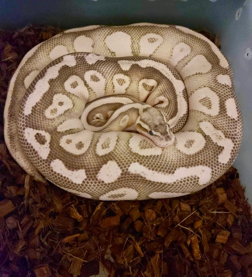 Firefly Mojave Ball Python by MobTown Reptiles