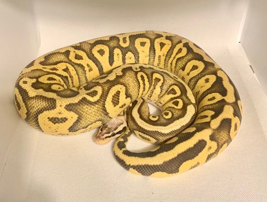 Super Pastel Fire Het Clown (Superfly) Ball Python by MobTown Reptiles