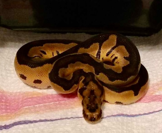 Leopard Clown Ball Python by MobTown Reptiles