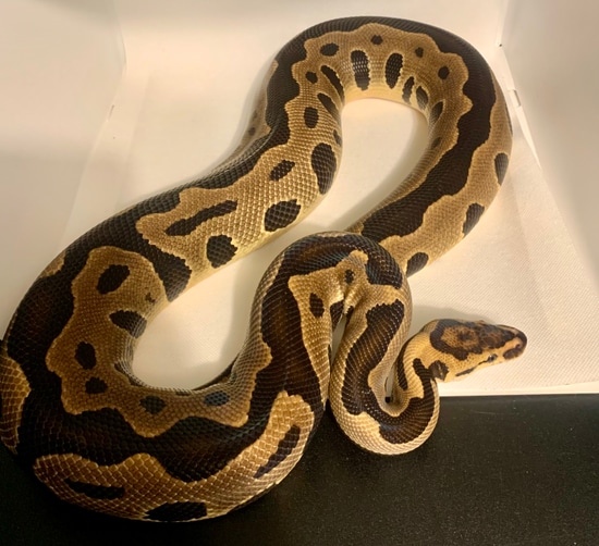 Leopard Crypton Ball Python by MobTown Reptiles