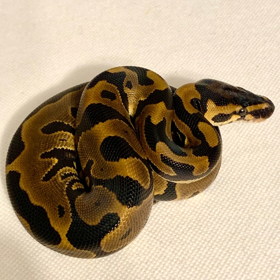 Leopard Crypton Ball Python by MobTown Reptiles