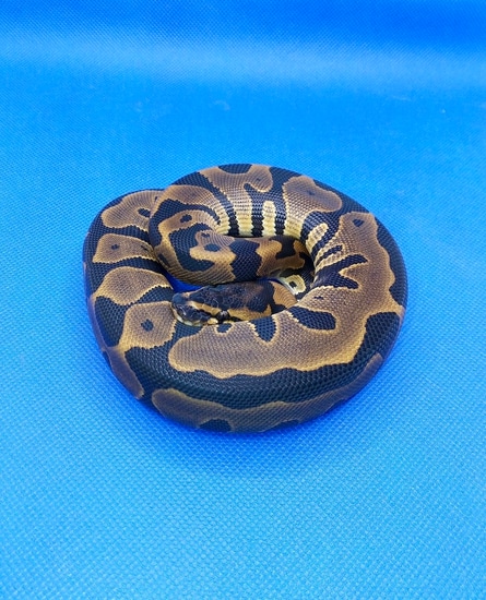 Leopard Crypton (Het Cryptic Het Clown) Ball Python by MobTown Reptiles