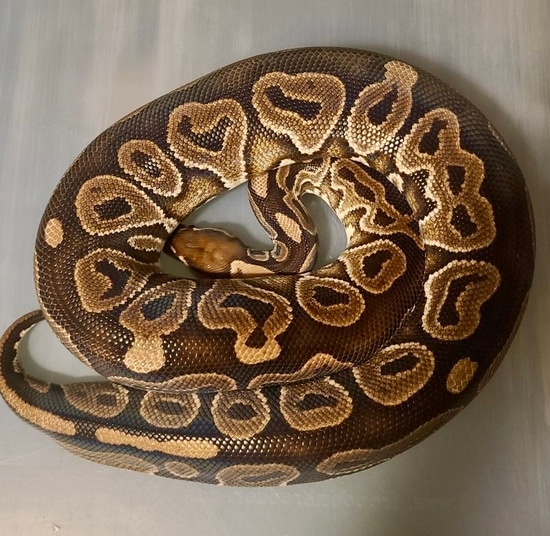 Lace Black Back 3600g Ball Python by MobTown Reptiles
