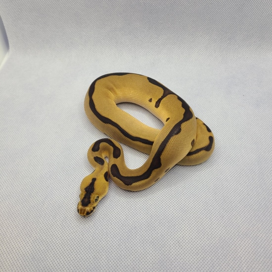 Enchi Leopard Clown Ball Python by MobTown Reptiles
