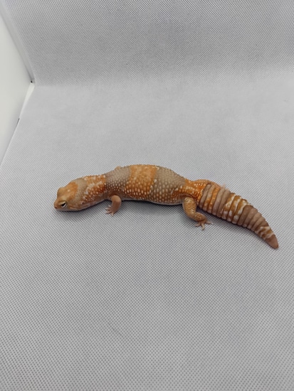 Amelanistic 66% Het Patternless African Fat-Tailed Gecko by MobTown ...