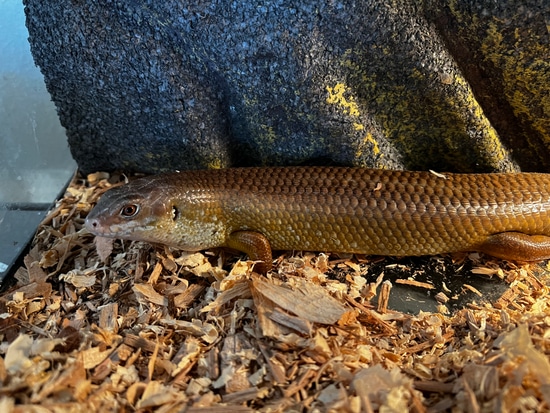 Major Skink (Bellatorias Frerei) More Skink by SkinksOC