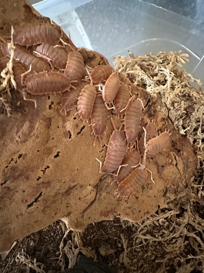 Porcellio Magnificus Isopod by SkinksOC