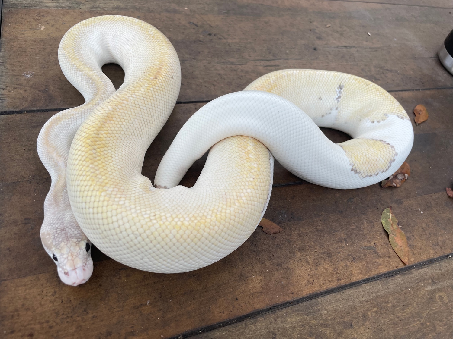 Pewter Lesser Champagne Pos Pinstripe Ball Python by Casa De Loki ...