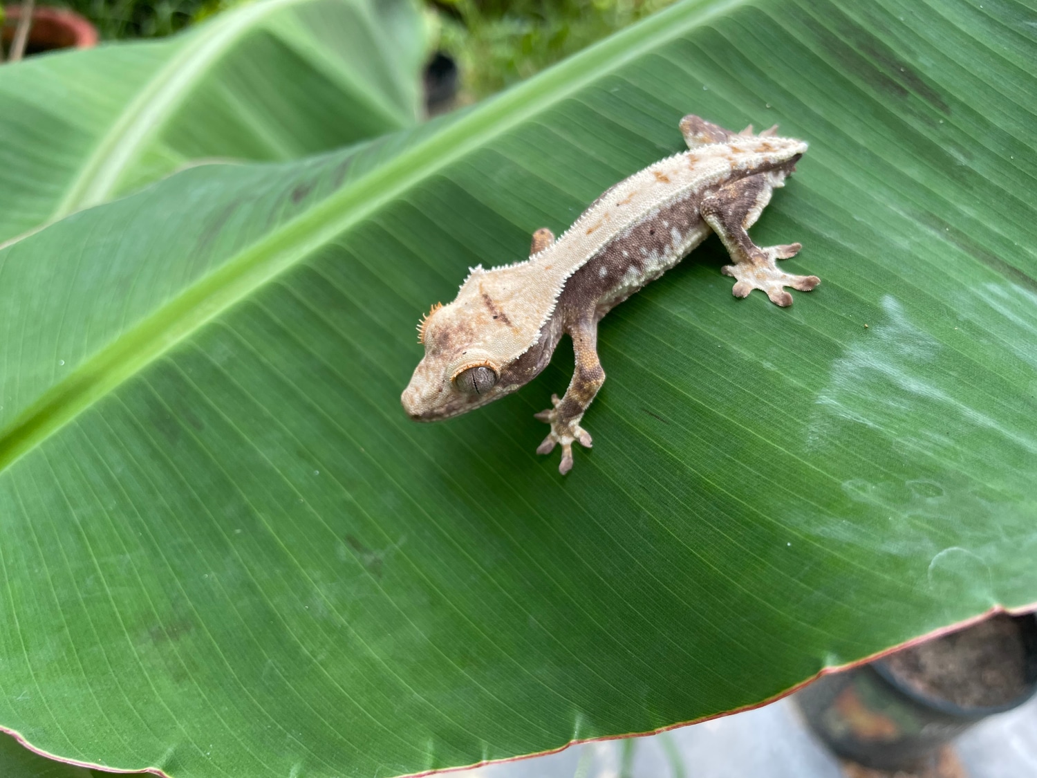 Lilly White Adorable Frog Butt Crested Gecko by Casa De Loki - MorphMarket