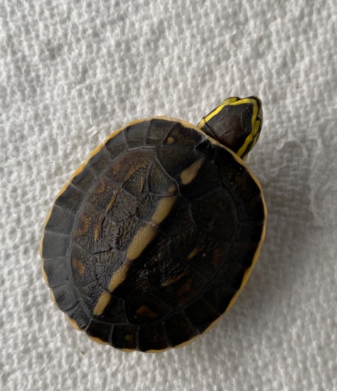 Ambon Box Turtle by Iguanaland Inc