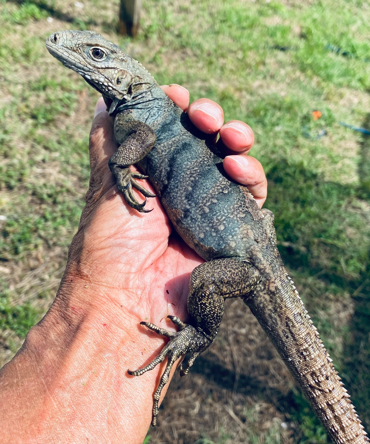22 Months Old, High Blue Lewisi Hybrid #2 Other Iguana by Iguanaland ...