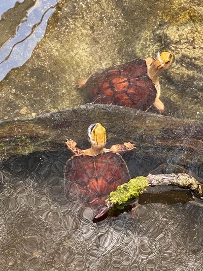 McCord’s Box Turtle by Iguanaland Inc