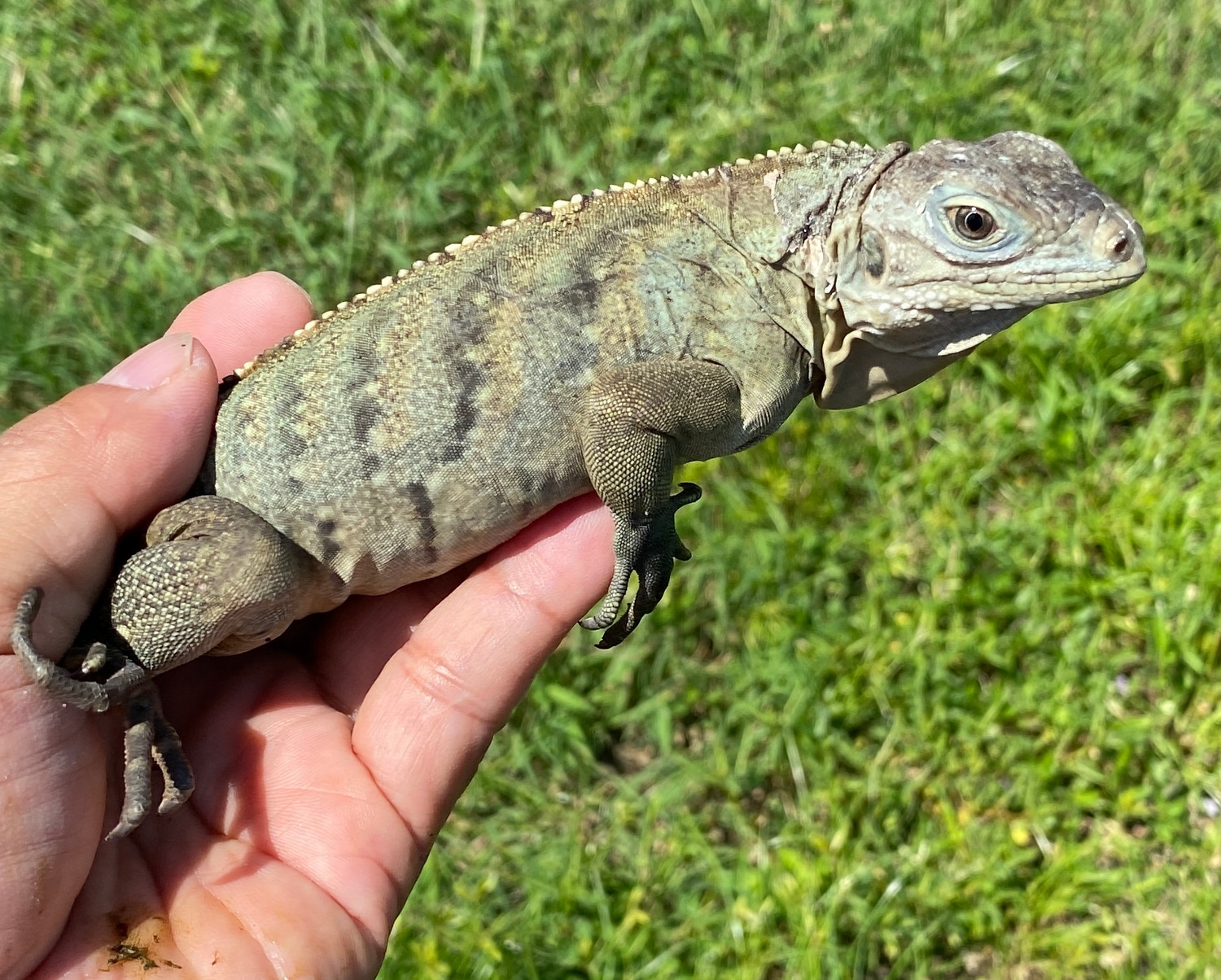 Lewisi Hybrid Pair Other Iguana by Iguanaland Inc - MorphMarket