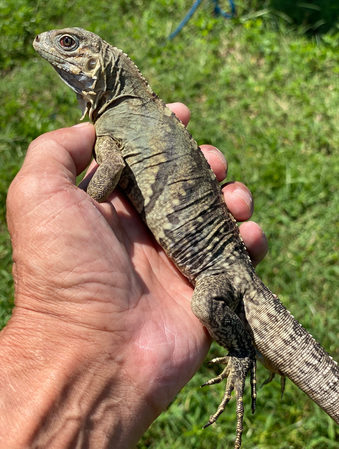 Lewisi Hybrid Pair Other Iguana by Iguanaland Inc - MorphMarket