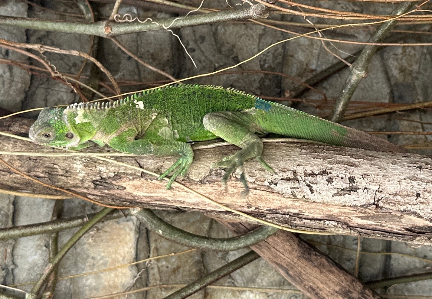 I. Delicatissima Lesser Antillean Iguana by Iguanaland Inc - MorphMarket