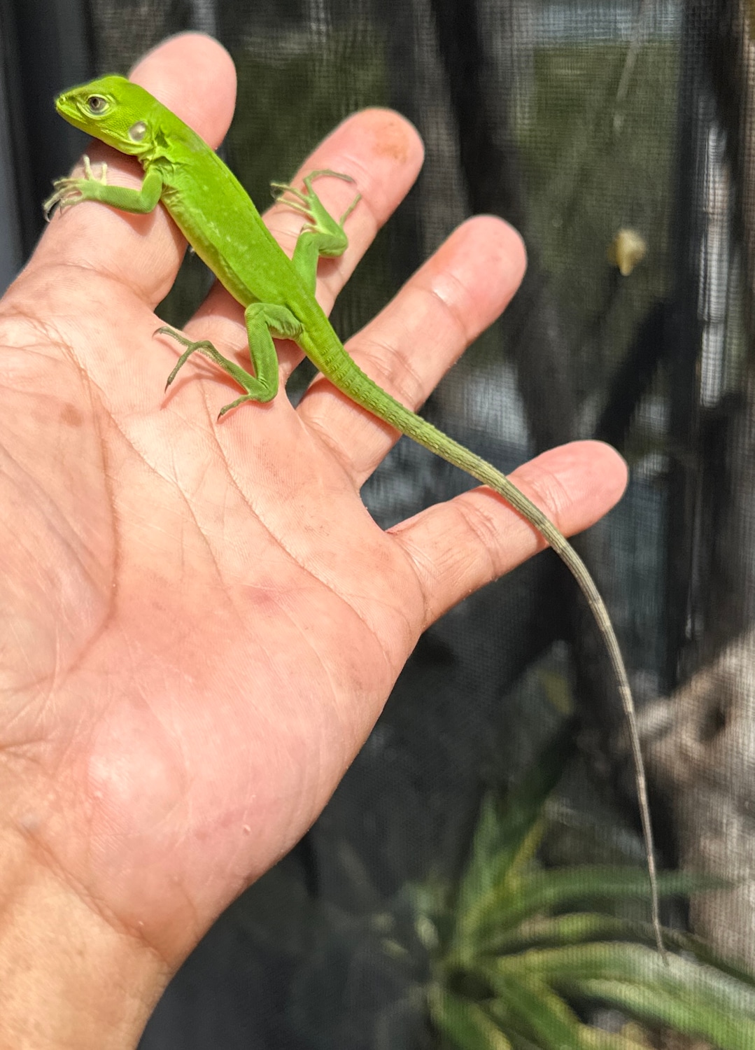Pied Pectinata Other Iguana by Iguanaland Inc - MorphMarket