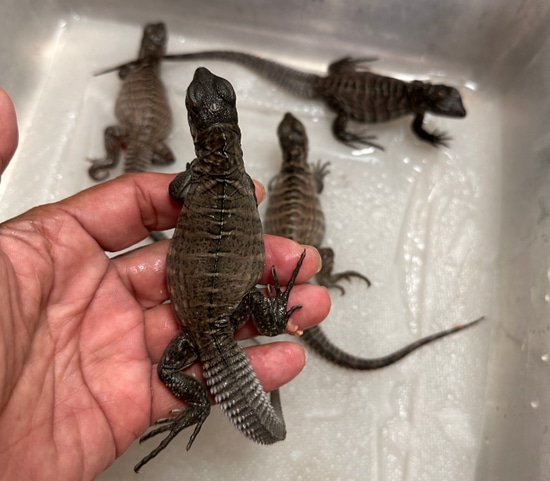 Cyclura Ricordii Other Iguana by Iguanaland Inc