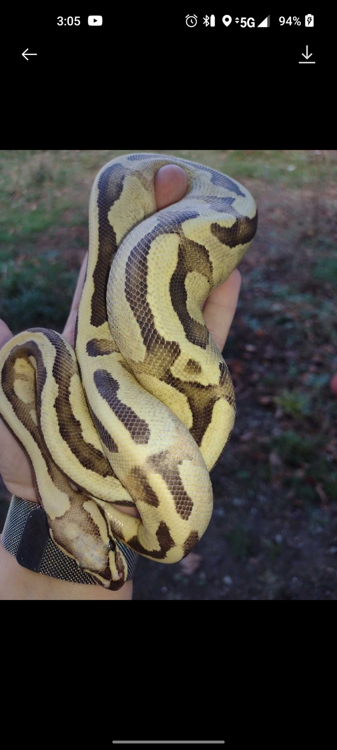 Vanilla Cream 100% Het Piedball Ball Python by Summerville's Serpents ...