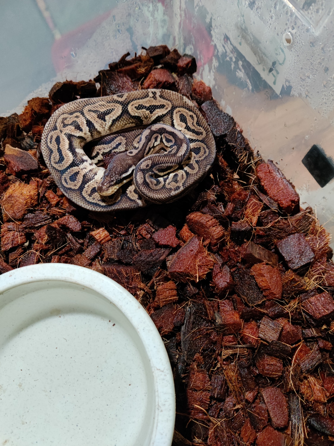 Fire Black Pewter Ball Python by Summerville's Serpents - MorphMarket