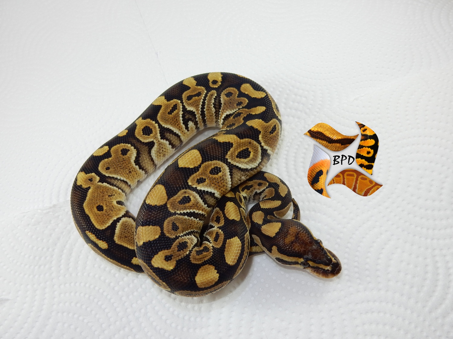 Special 100% Het Clown Ball Python by Ball Python Designs - MorphMarket