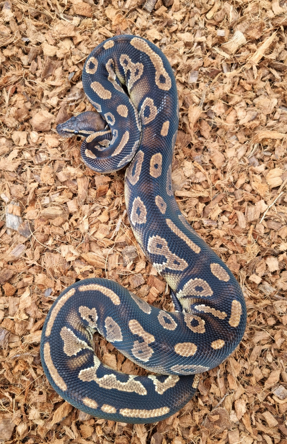 Blackhead Yellowbelly DBL Het Lavender Albino Pied Ball Python by Ball ...