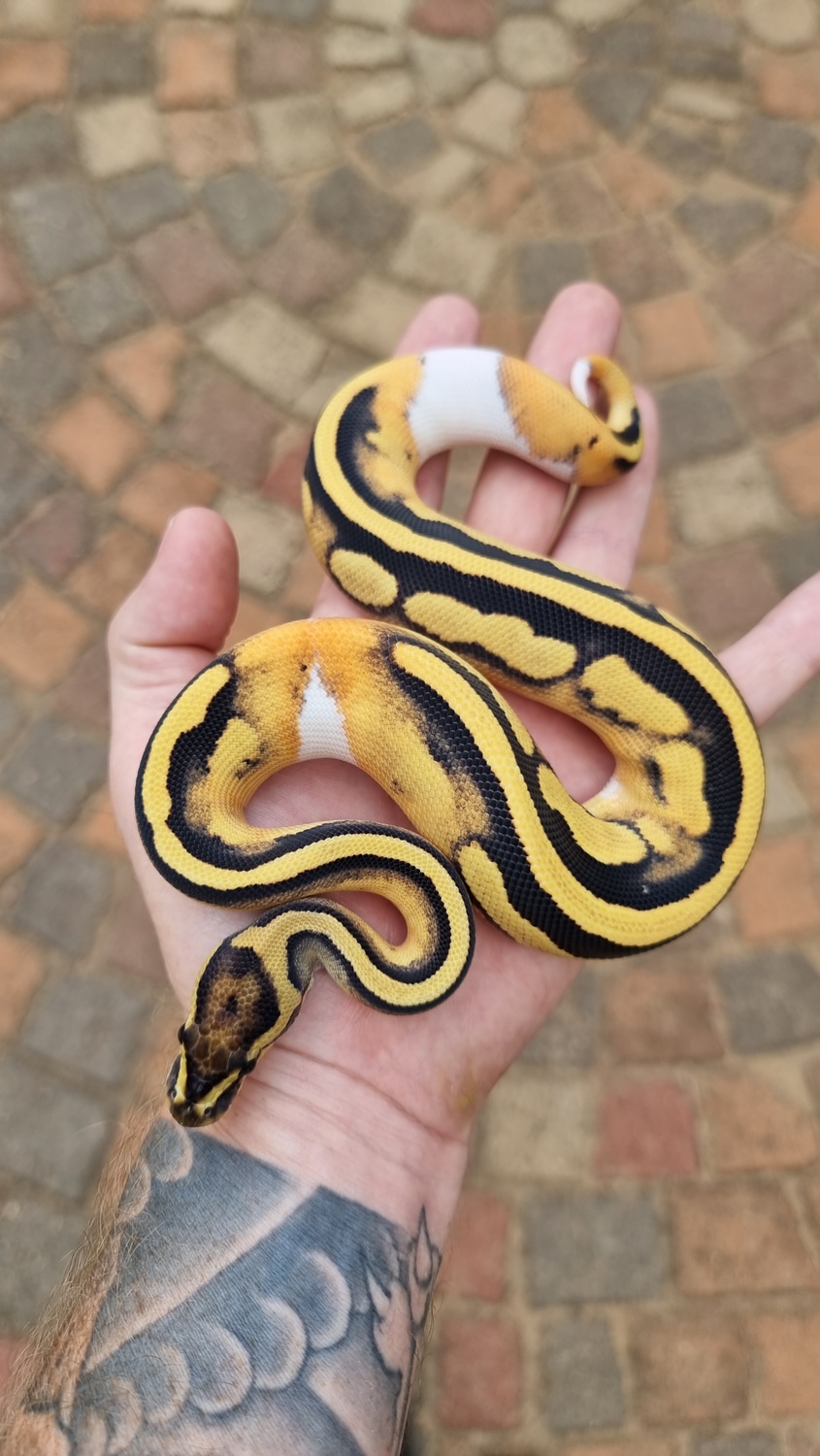 Ball Python Designs's Collection - MorphMarket