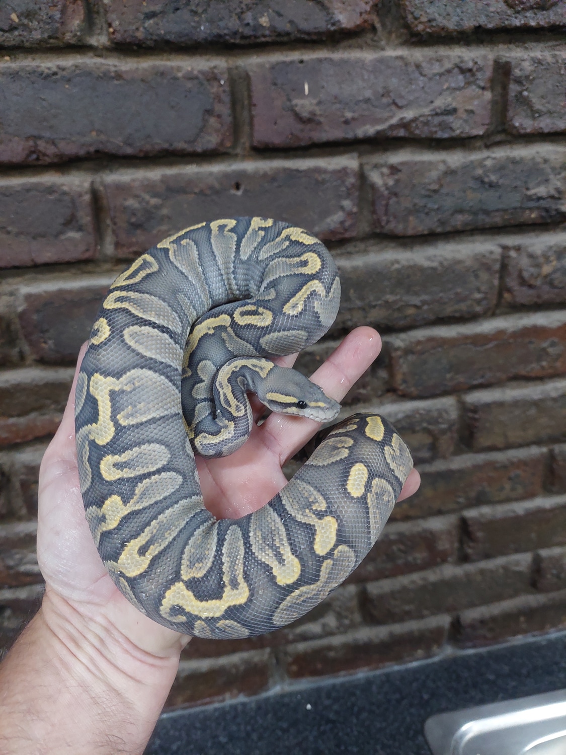 GHI Hypo Ball Python by Extreme Hypo Royals - MorphMarket