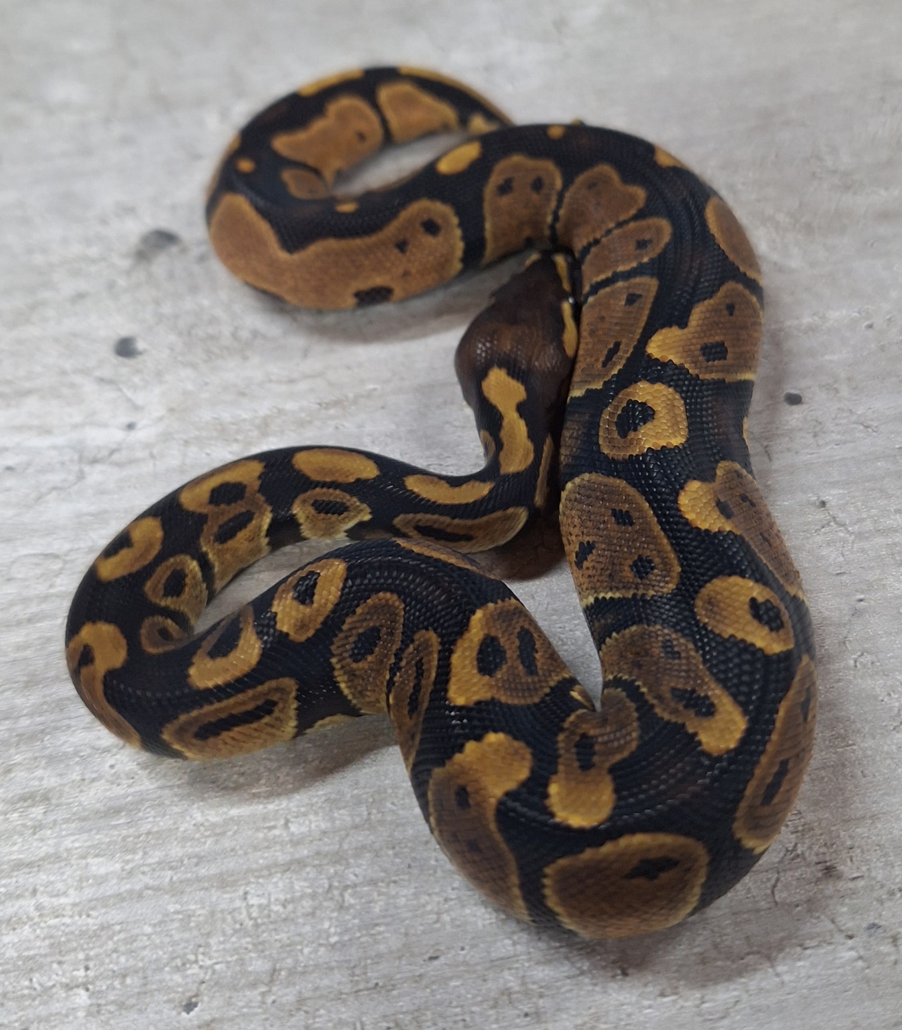Chocolate Het Hypo Ball Python by Extreme Hypo Royals - MorphMarket