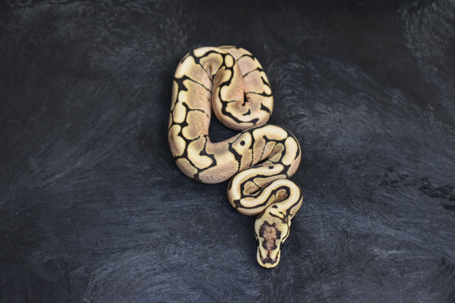 Fire Spider Het VPI Axanthic Ball Python by Oregon Exotic Balls ...