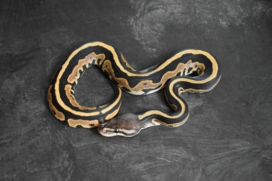 Cinnamon Leopard 100% Het Hypo Ball Python by Oregon Exotic Balls