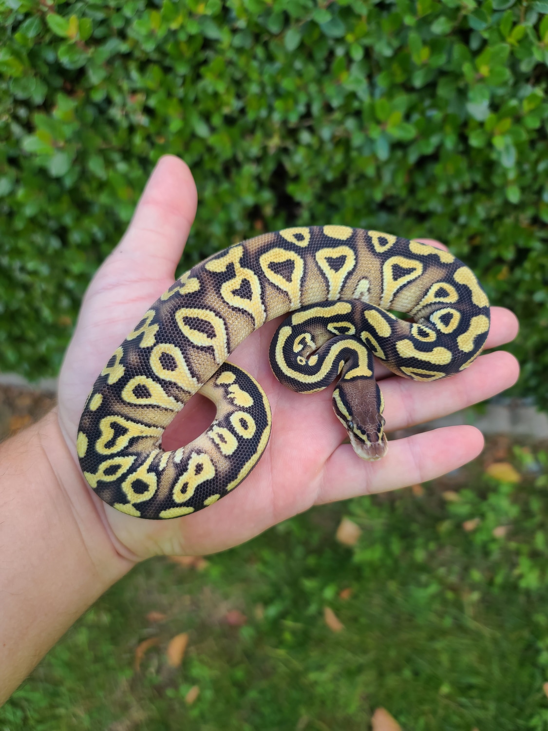 Pastave Gravel Ball Python by Oregon Exotic Balls - MorphMarket