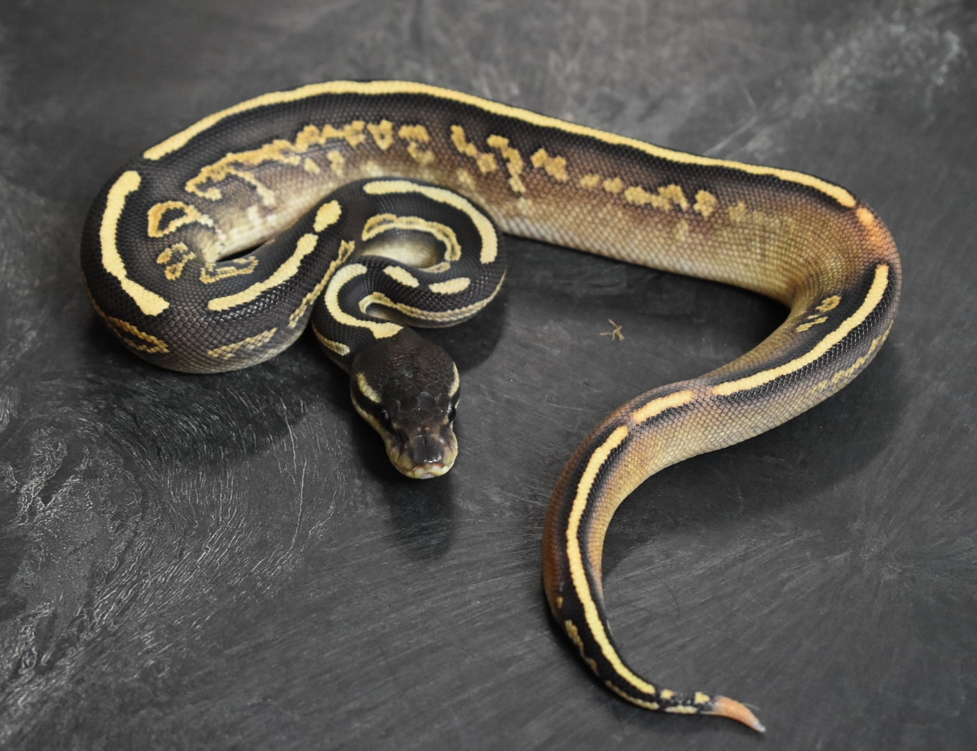 Black Magic Gravel Ball Python by Oregon Exotic Balls - MorphMarket