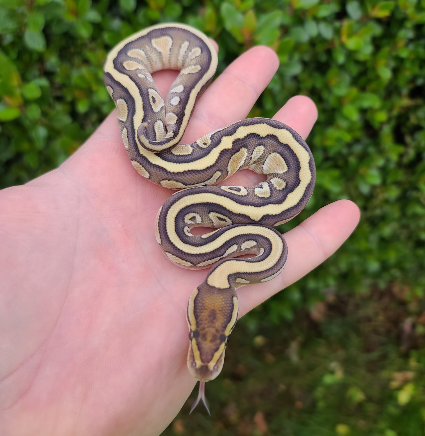 Redstripe Lesser DH Clown Genetic Stripe Ball Python by Oregon Exotic ...