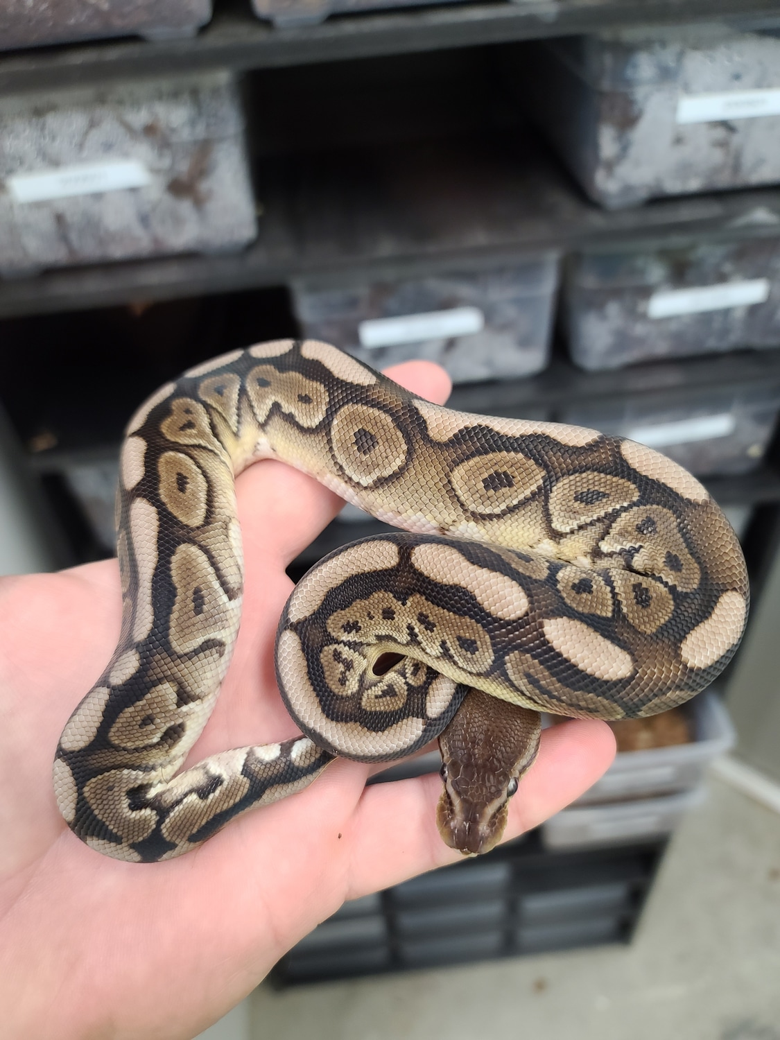 Black Pastel HGW Ball Python by Oregon Exotic Balls - MorphMarket