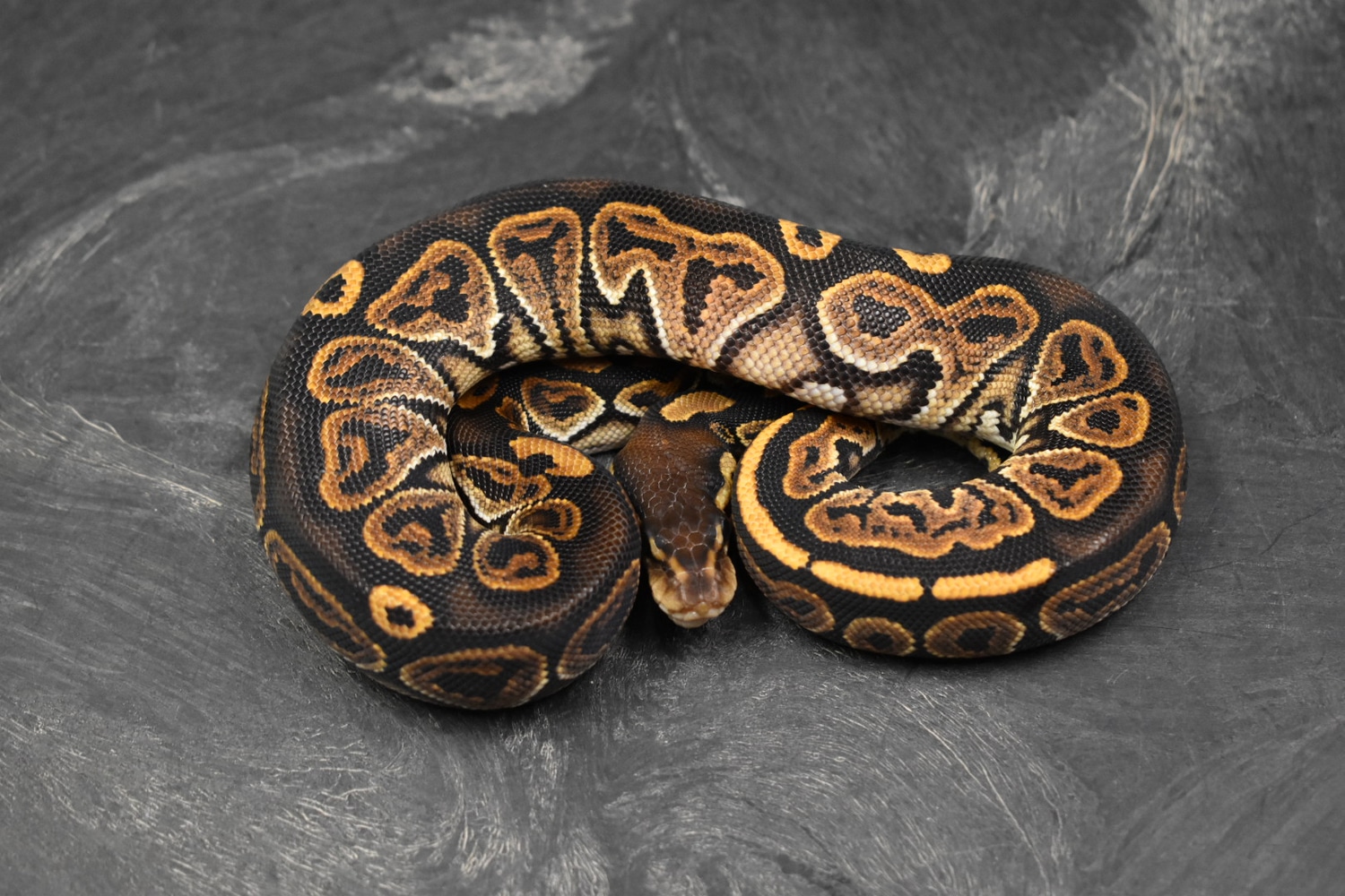 Black Pastel Yellow Belly Ball Python by Oregon Exotic Balls - MorphMarket