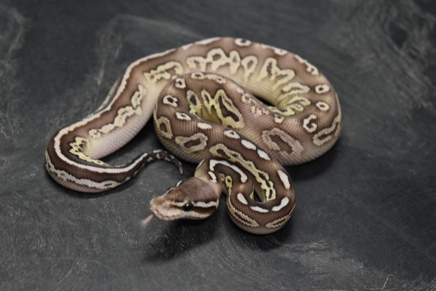 Black Pewter Lesser Ball Python by Oregon Exotic Balls - MorphMarket