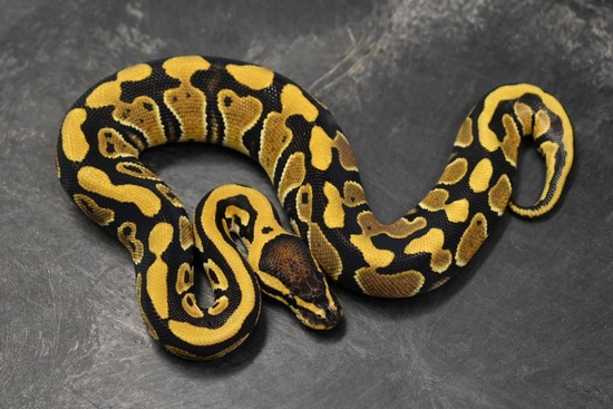 Cryptic Or Crypton 66% Het Dg Ball Python by Oregon Exotic Balls